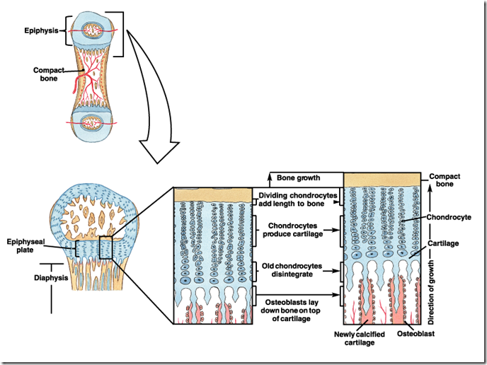 Epiphyseal Plate Anatomy